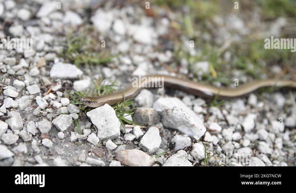 Snake standing Stock Videos & Footage - HD and 4K Video Clips - Alamy