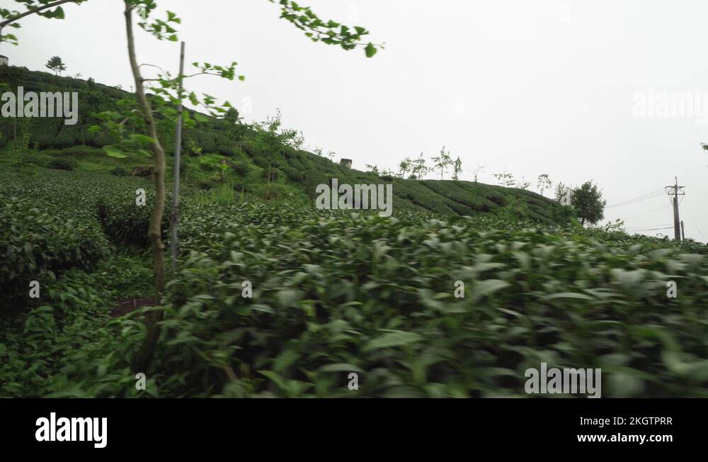Tea Fields in Taiwan. Hillside Tea Plantations in Shizhuo, Alishan ...