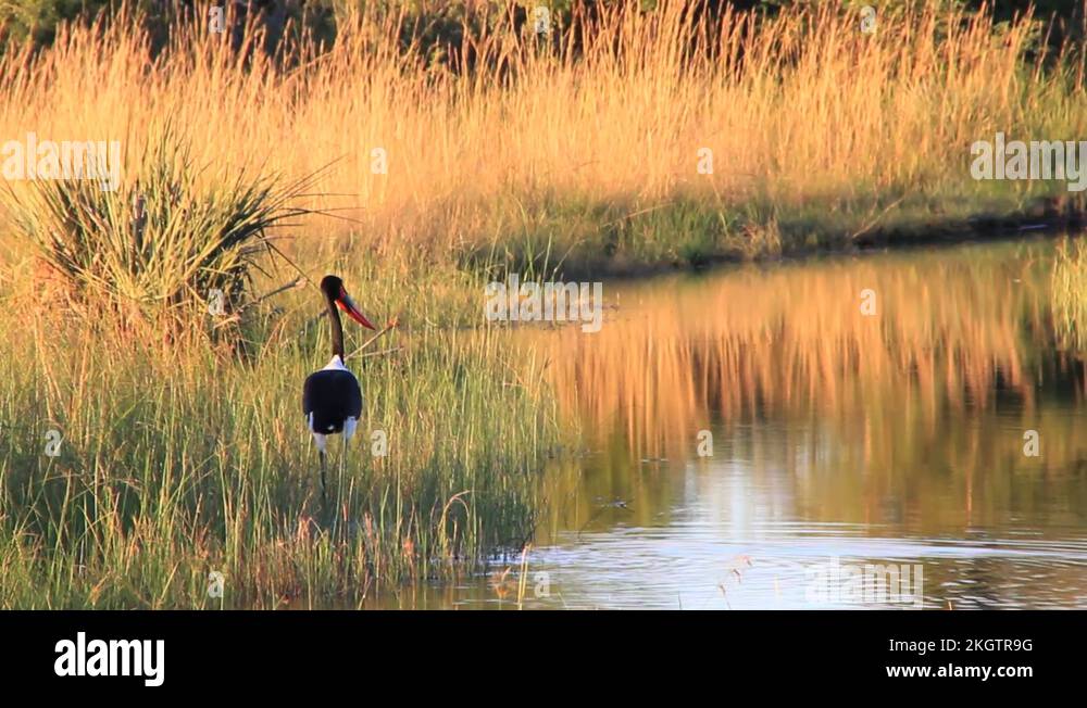 Okavango delta bird Stock Videos & Footage - HD and 4K Video Clips - Alamy