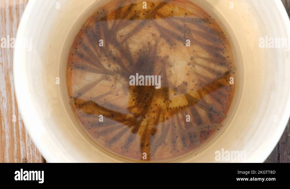 Bucket of shrimp Stock Videos & Footage - HD and 4K Video Clips - Alamy
