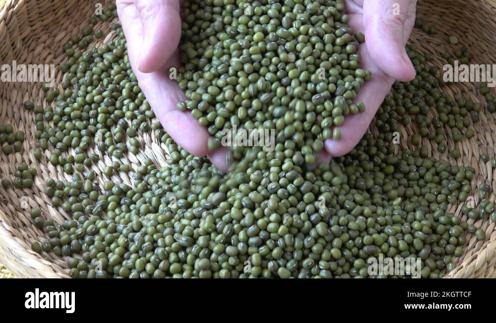 Seed of vigna radiata Stock Videos & Footage - HD and 4K Video Clips ...