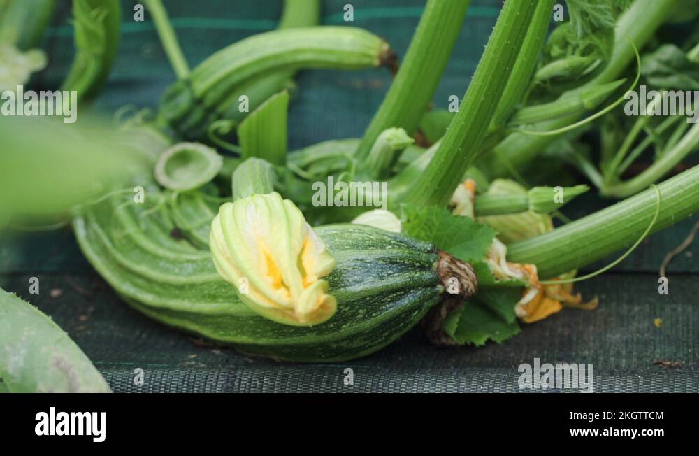Courgette hand Stock Videos & Footage - HD and 4K Video Clips - Alamy