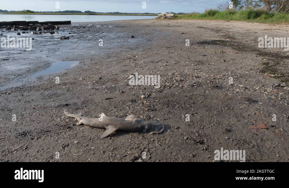 Shark bank Stock Videos & Footage - HD and 4K Video Clips - Alamy