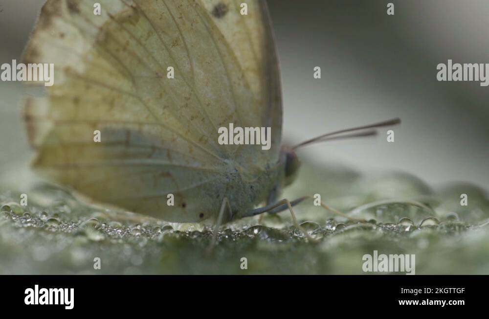 Butterfly antenna Stock Videos & Footage - HD and 4K Video Clips - Alamy