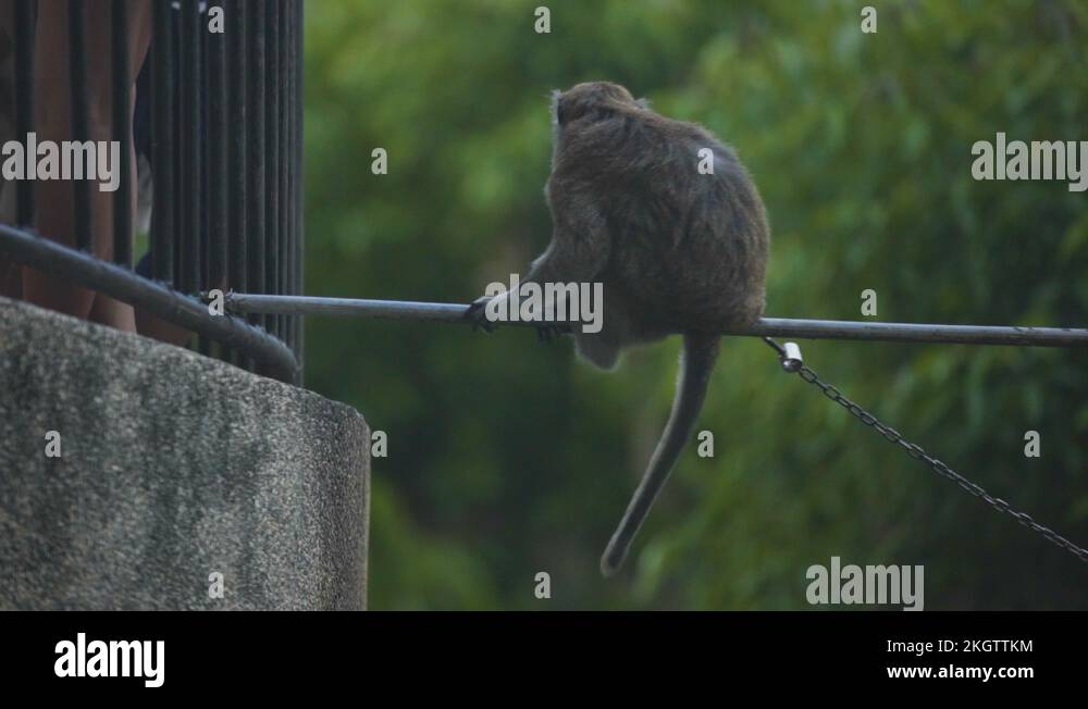Monkey on railing Stock Videos & Footage - HD and 4K Video Clips - Alamy