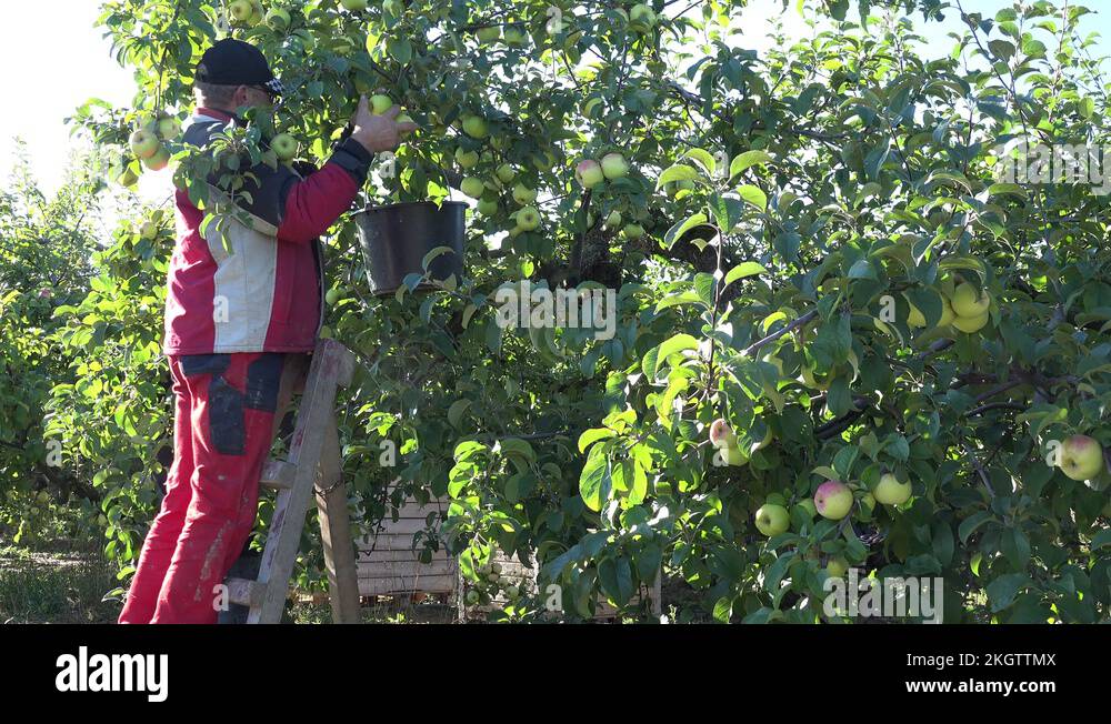 Farmer guy stand on ladder and harvest pick apple fruits from tree ...