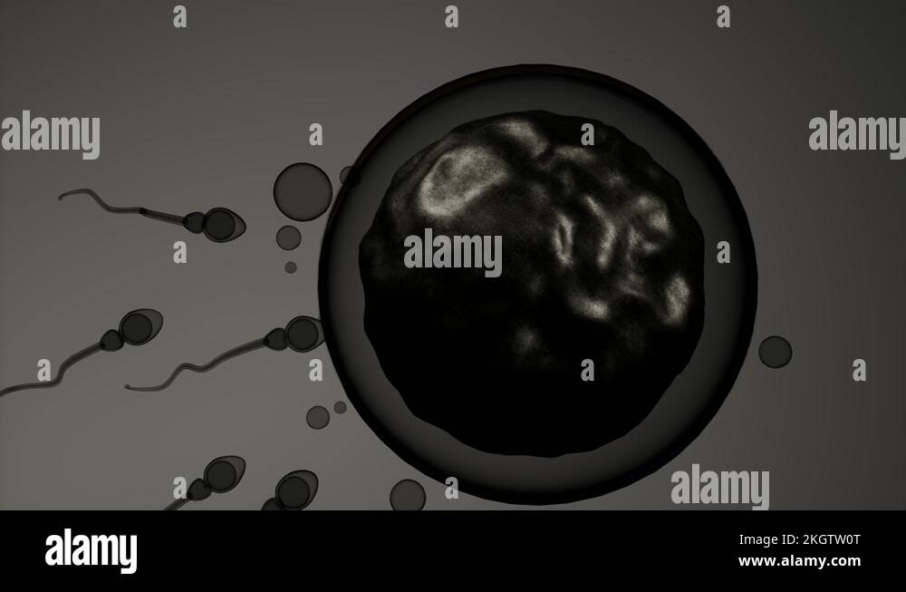 sperm and egg cell. model of microscopic research Stock Video Footage ...