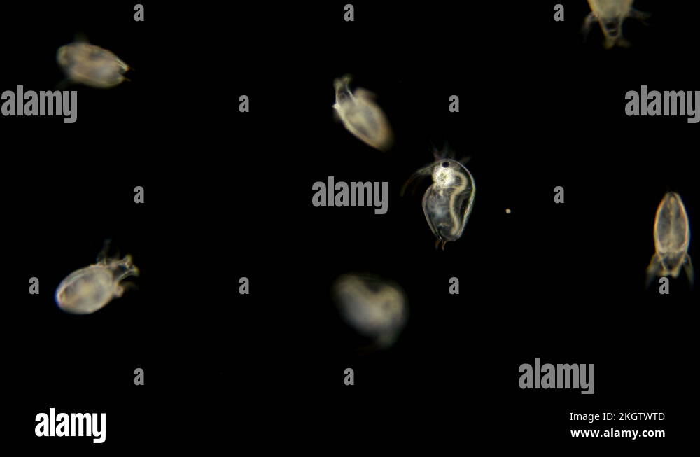 Bosmina water flea under the microscope Stock Video Footage - Alamy
