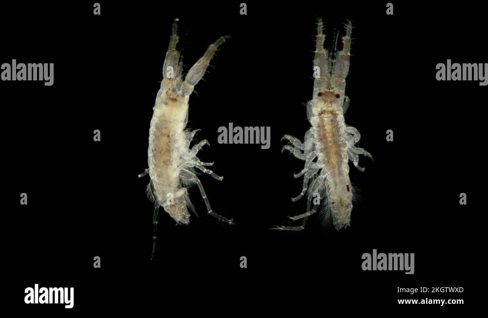 crustacean Amphipoda Corophiidae under the microscope Stock Video ...