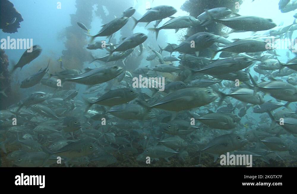 Silver fish on shipwreck scatter Stock Video Footage - Alamy