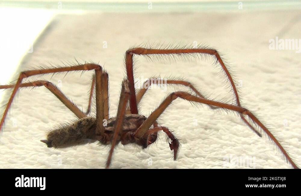 Arachnephobia Stock Videos & Footage - HD and 4K Video Clips - Alamy