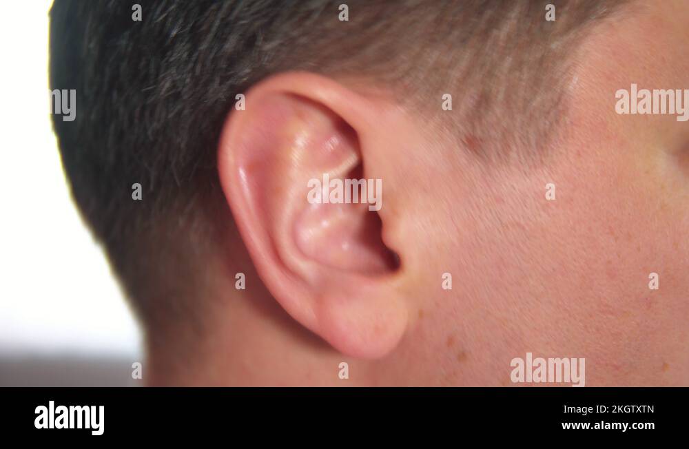 Wiggles his ear Stock Videos & Footage - HD and 4K Video Clips - Alamy