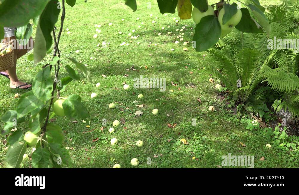 Peasant woman girl carry basket full of fruits and collect apples under ...