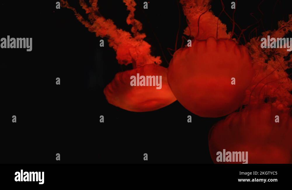 Deep red jellyfish Stock Videos & Footage - HD and 4K Video Clips - Alamy