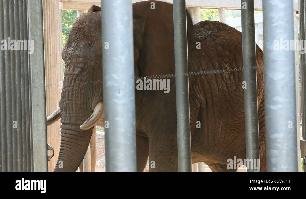 Elephant cage Stock Videos & Footage - HD and 4K Video Clips - Alamy