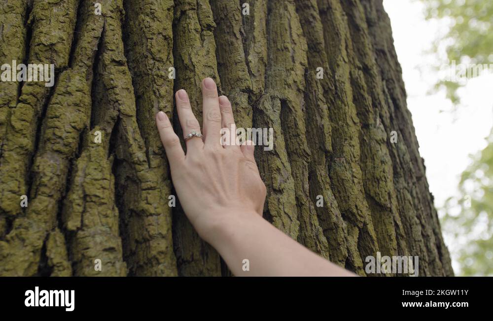 Woman oak tree Stock Videos & Footage - HD and 4K Video Clips - Alamy