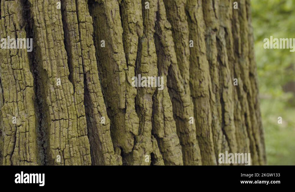 Oak tree texture Stock Videos & Footage - HD and 4K Video Clips - Alamy