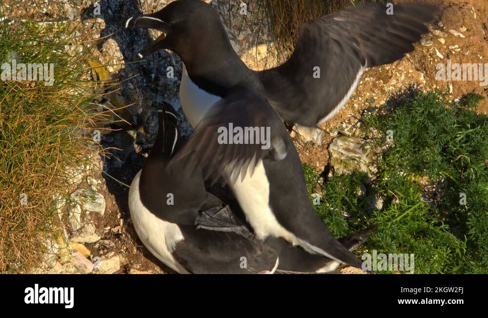 Razorbill cliff Stock Videos & Footage - HD and 4K Video Clips - Alamy