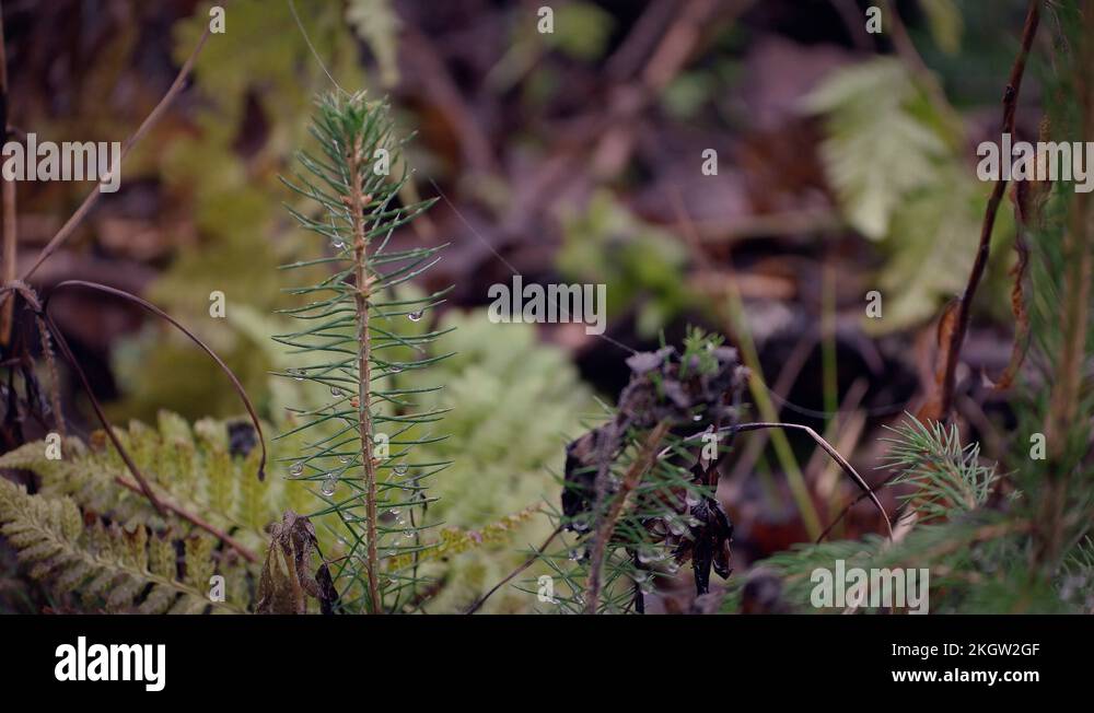 Forest floor Stock Videos & Footage - HD and 4K Video Clips - Alamy