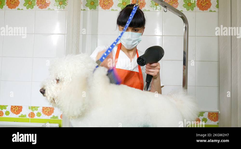 Dog grooming in salon. Professional dog groomer. Beautiful young woman ...