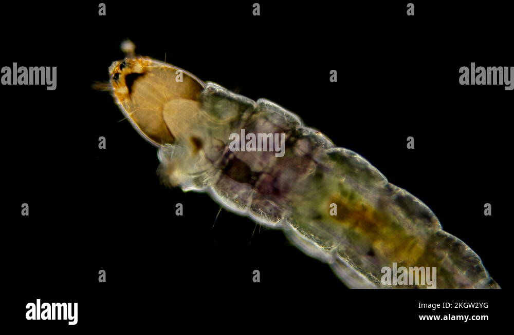 insect larva Chironomidae under the microscope Stock Video Footage - Alamy