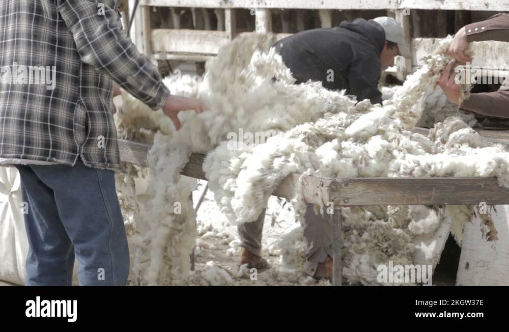 Sheep lamb farming farmer agricultural wool coat fleece Stock Videos ...