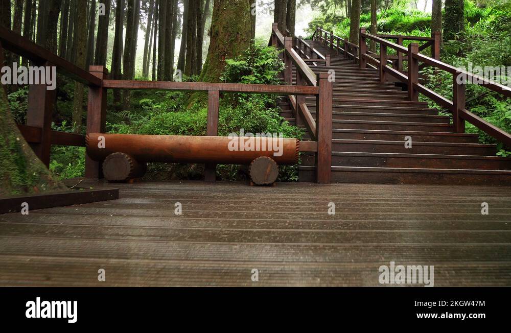 Wooden Walkway Through Alishan National Park. Well Built Path with ...
