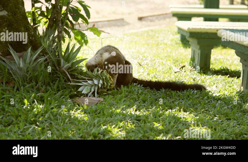 Animal rest area Stock Videos & Footage - HD and 4K Video Clips - Alamy