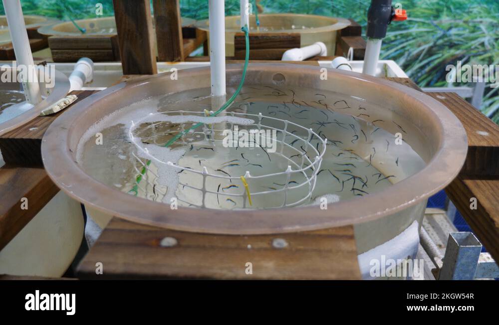 Breeding tank Stock Videos & Footage - HD and 4K Video Clips - Alamy