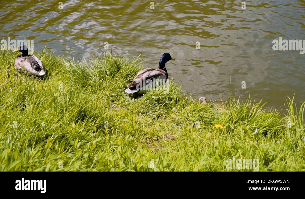 Duck cool jumping from shore to water and swims on the surface of the ...
