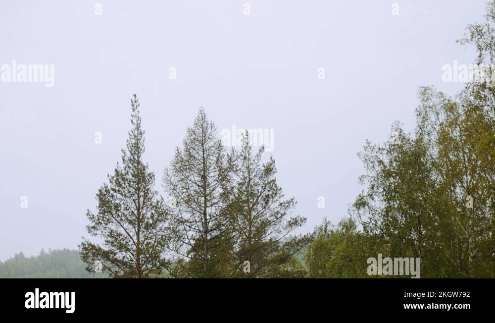 The tops of the trees in the mountains. Snow is falling. Bad weather ...