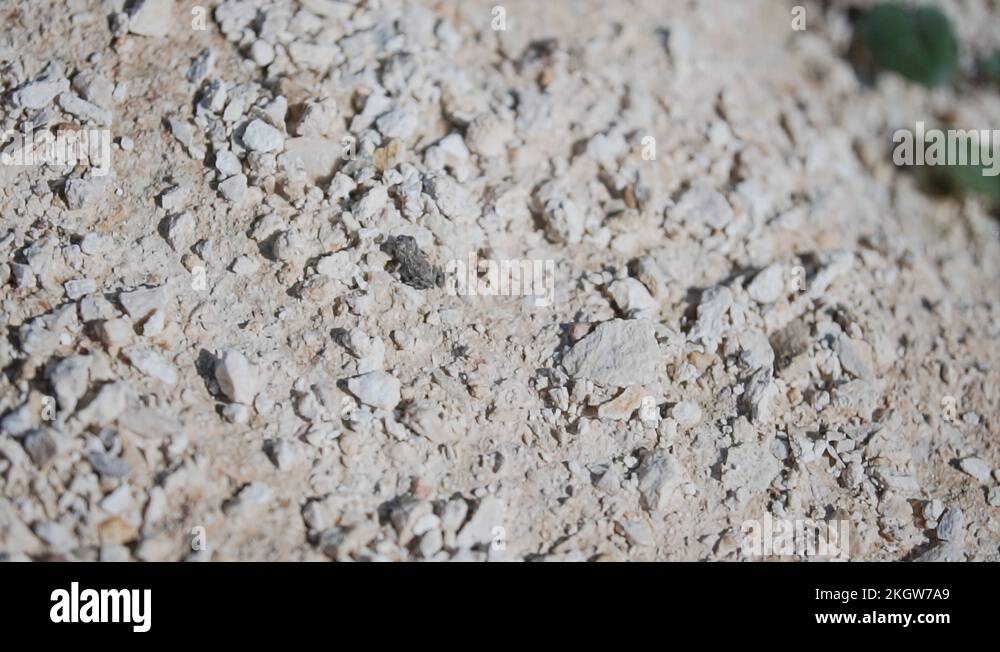 A small frog jumps the stony dry ground and looks for a pond. Amphibia ...