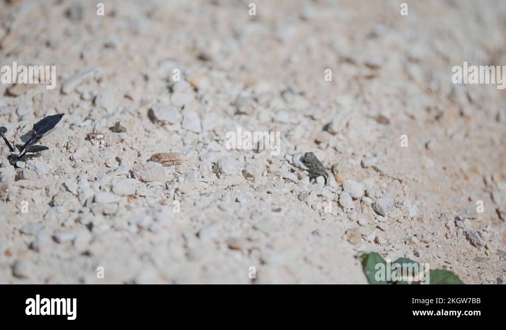 Wildlife pond frog Stock Videos & Footage - HD and 4K Video Clips - Alamy
