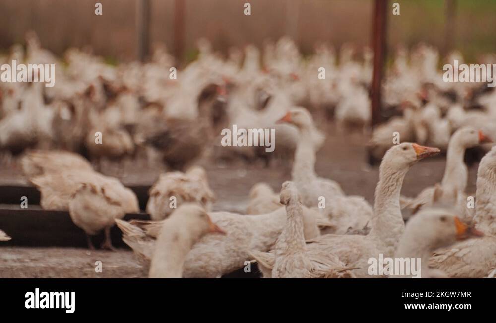 Pet goose Stock Videos & Footage - HD and 4K Video Clips - Alamy