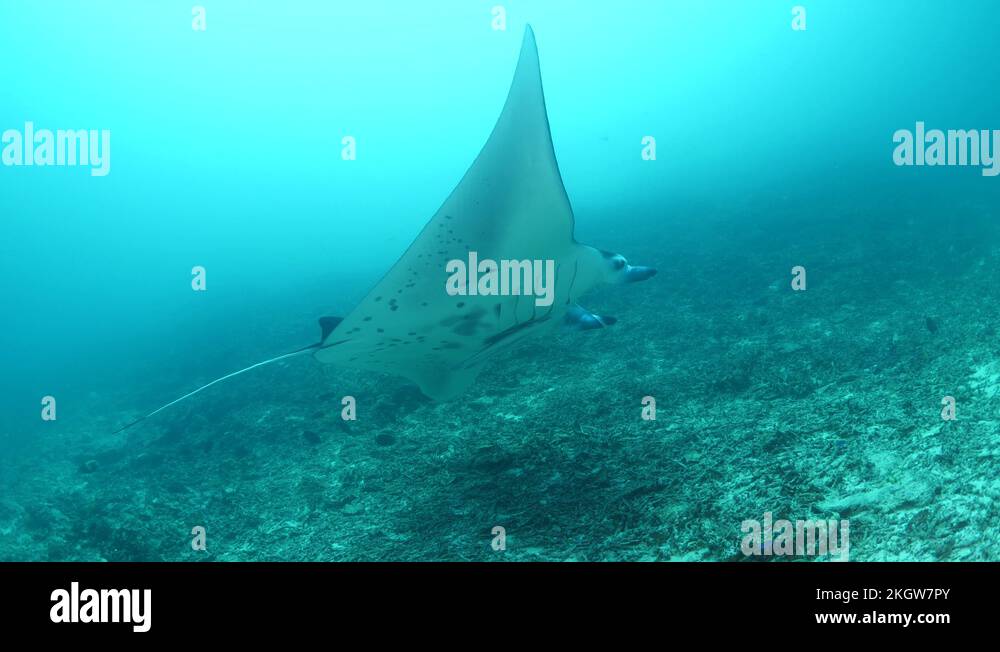 Manta ray swims over corals and sand with elegance and beautiful ...