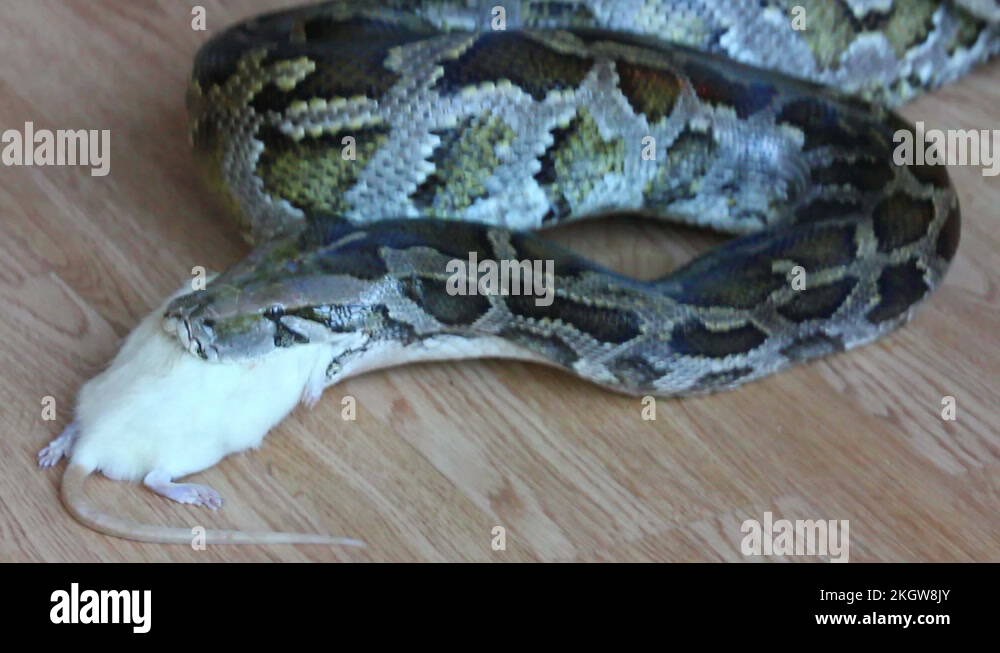 Feeding snake Stock Videos & Footage - HD and 4K Video Clips - Alamy