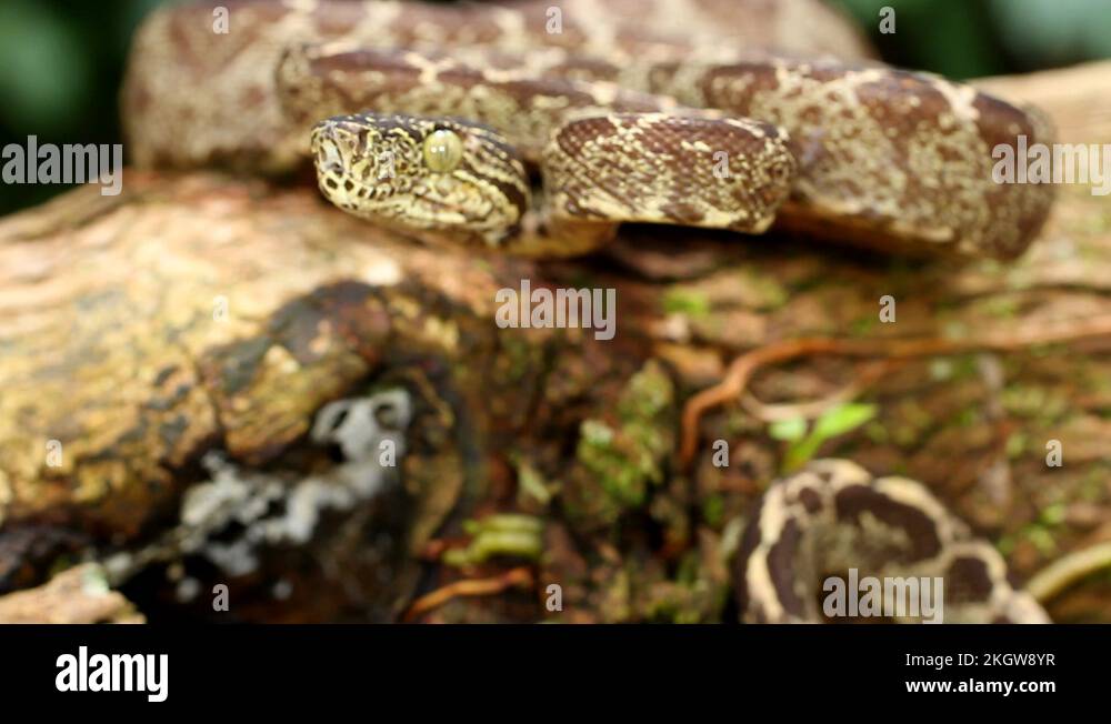 Boa teeth Stock Videos & Footage - HD and 4K Video Clips - Alamy