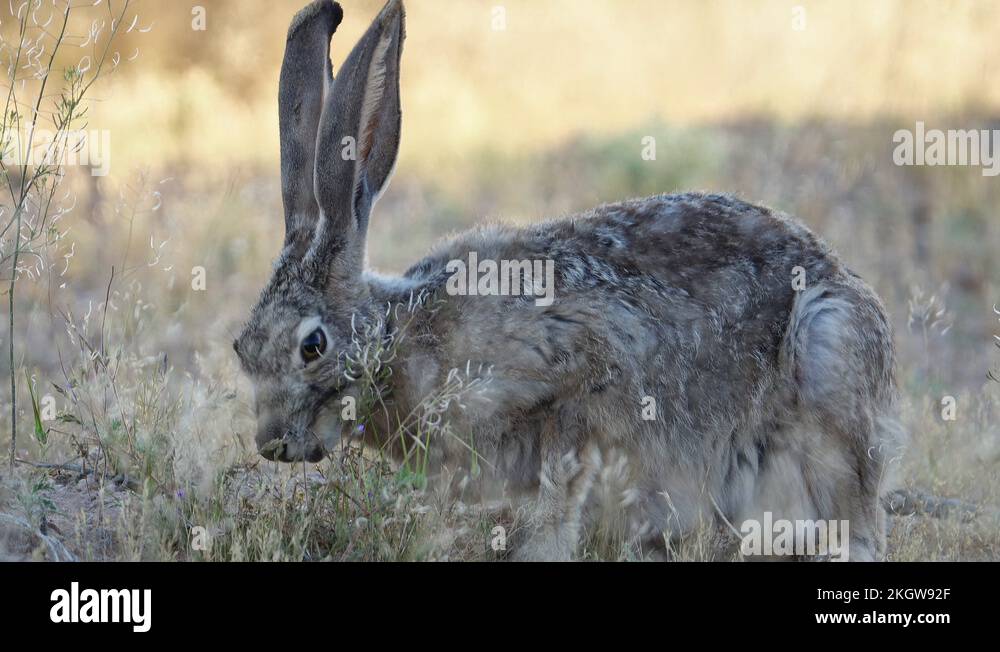 Black-tailed jackrabbit eating grass around Lake Powell Resorts ...