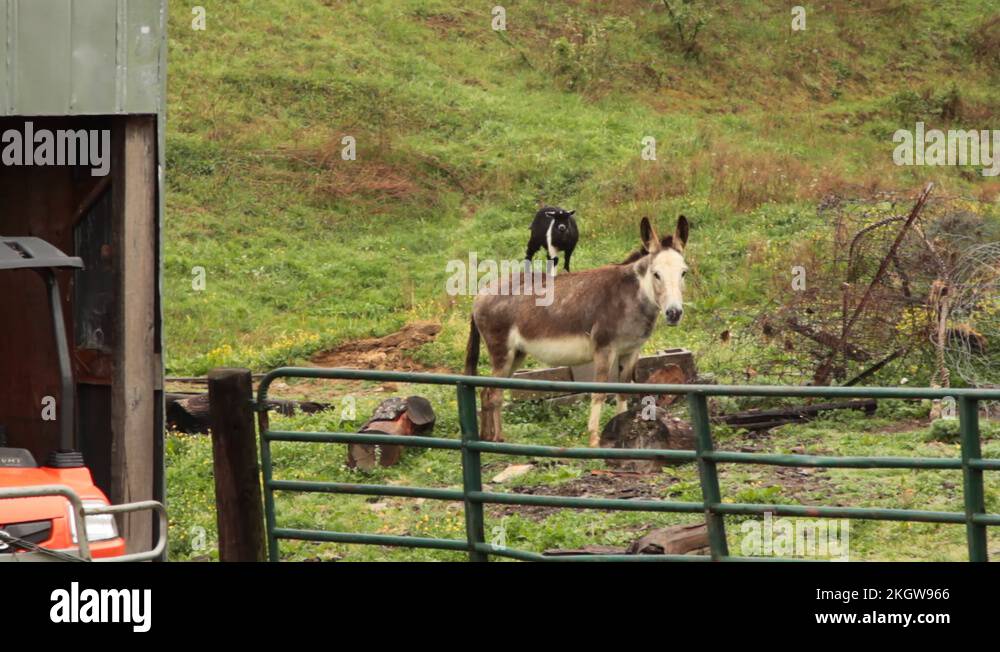 Goat riding Stock Videos & Footage - HD and 4K Video Clips - Alamy