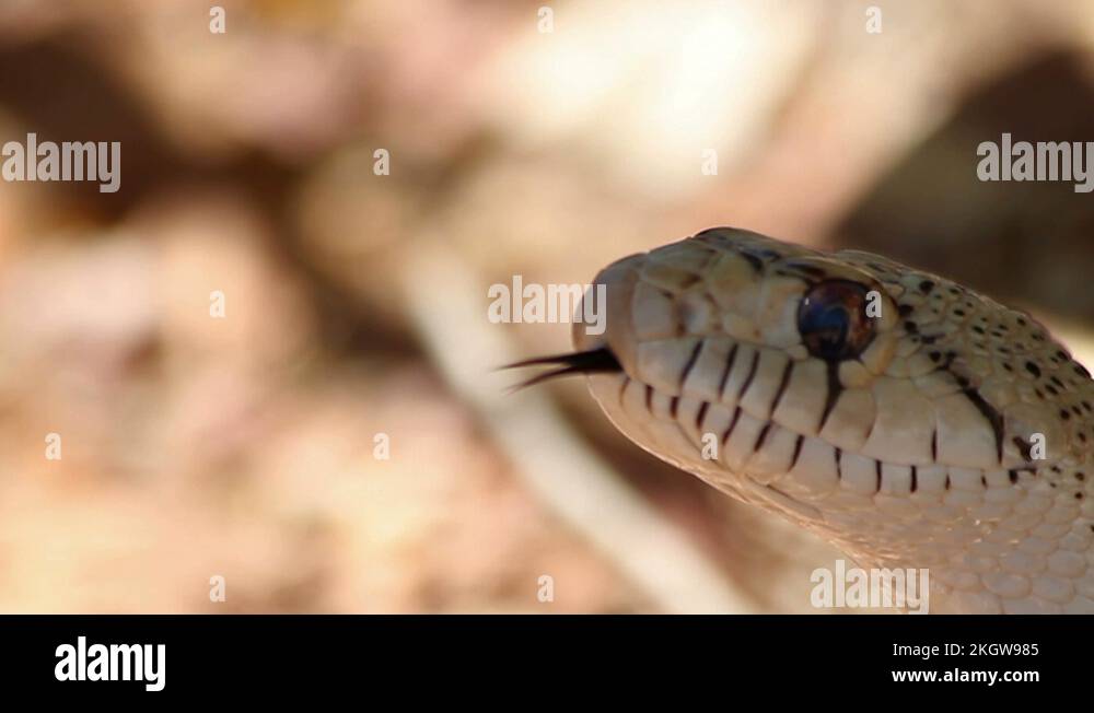 Snake head Stock Videos & Footage - HD and 4K Video Clips - Alamy