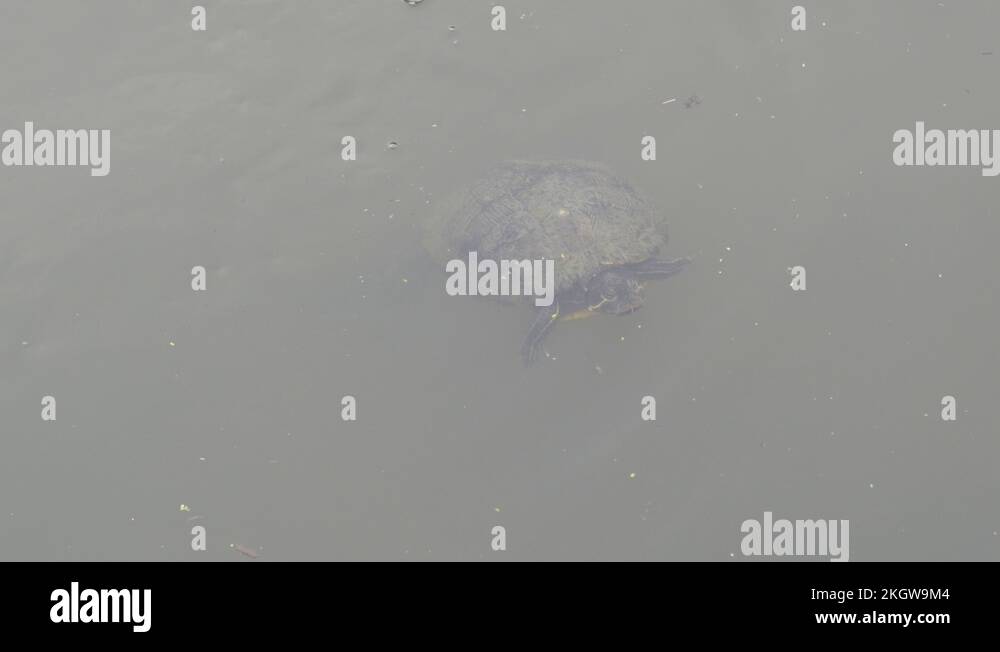 Dirty habitat Stock Videos & Footage - HD and 4K Video Clips - Alamy