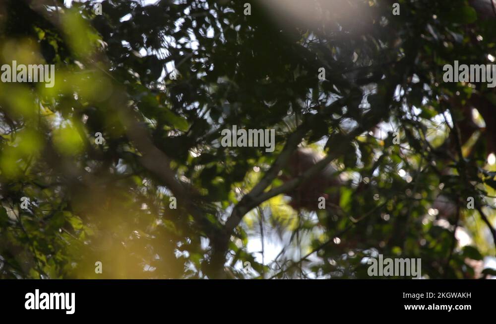 Vegetation tree growth patterns Stock Videos & Footage - HD and 4K ...