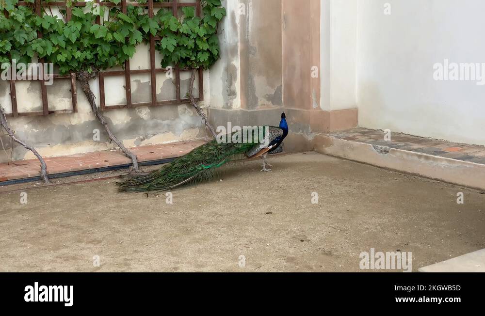 Peacock mating Stock Videos & Footage - HD and 4K Video Clips - Alamy