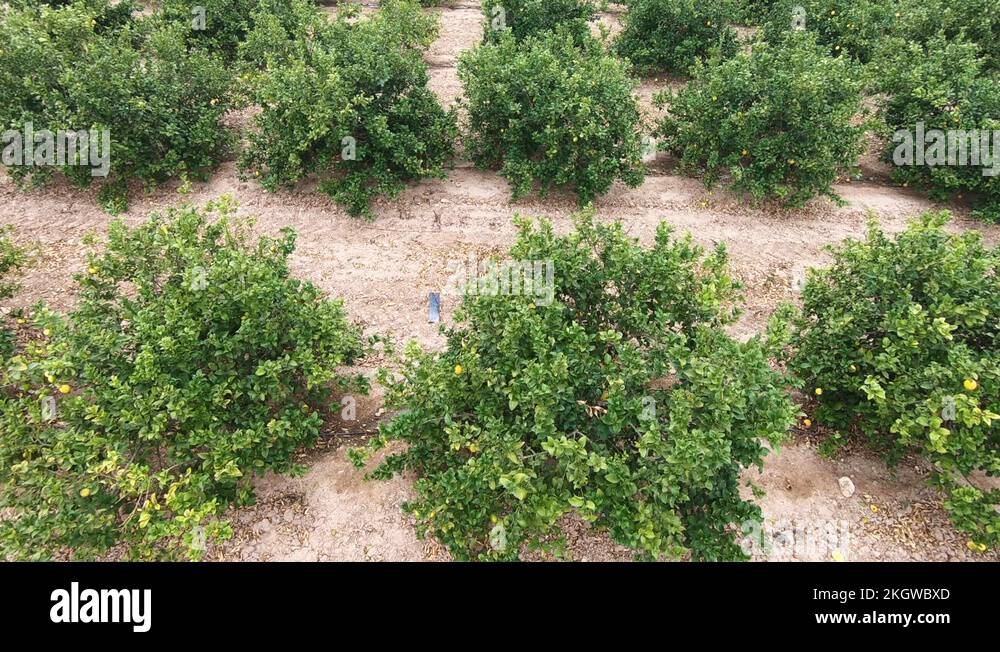 Lemon orchard aerial Stock Videos & Footage - HD and 4K Video Clips - Alamy