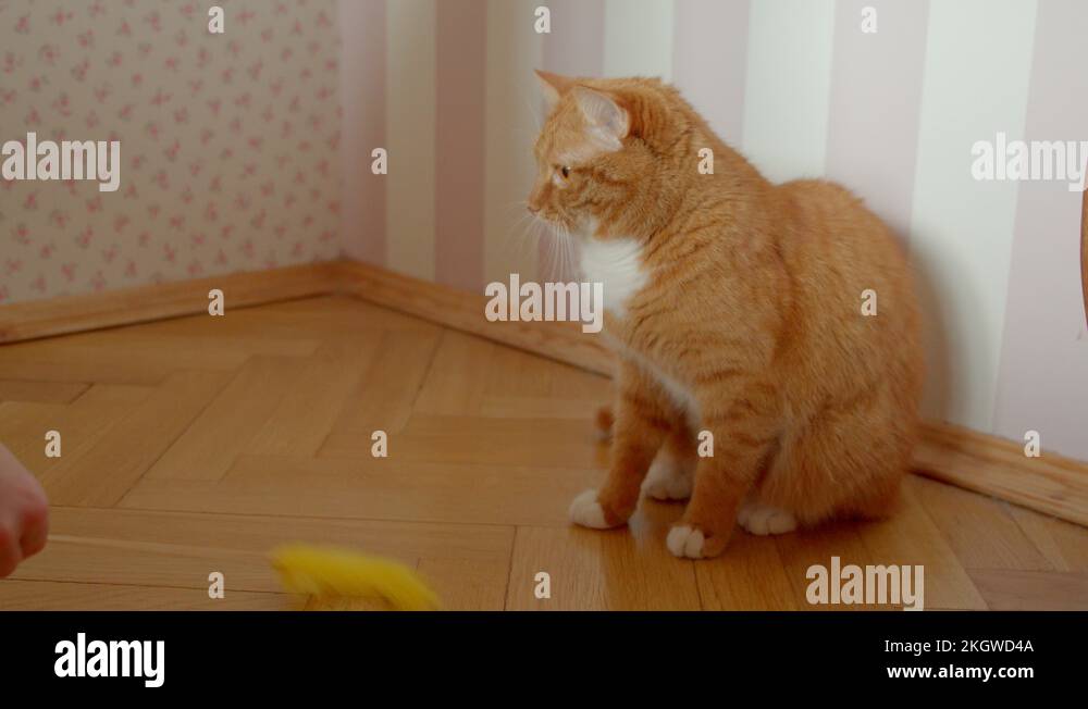 Female tickling her cute ginger cat using stick with plumule at home ...