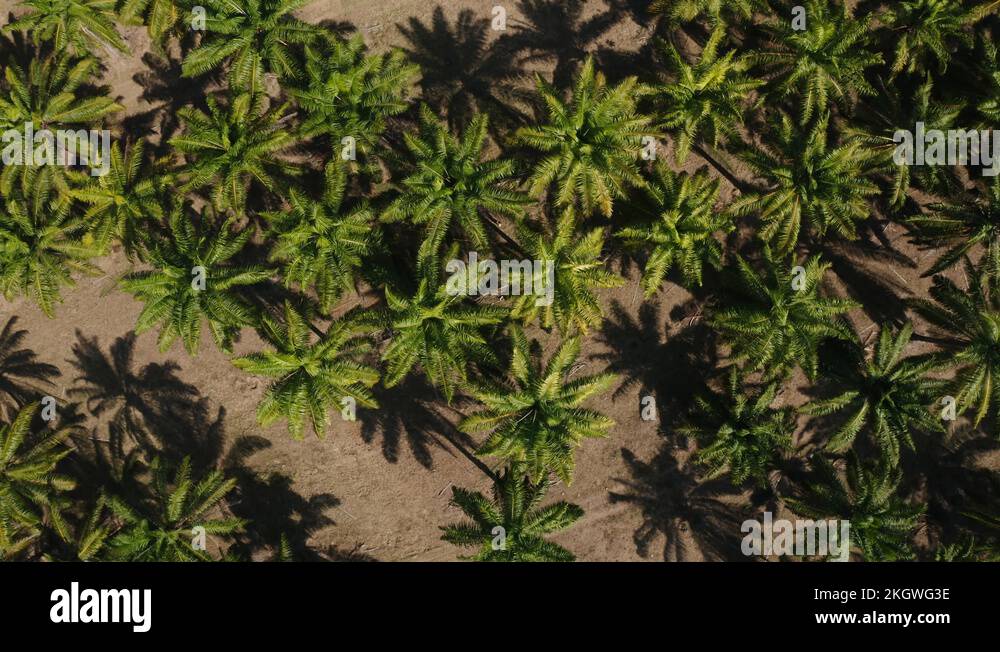 Palm trees plantation Stock Videos & Footage - HD and 4K Video Clips ...