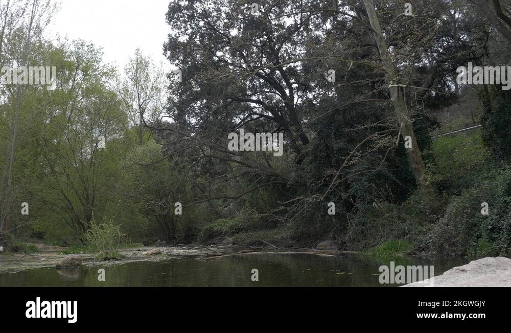 Naturaleza agua arboles Stock Videos & Footage - HD and 4K Video Clips ...