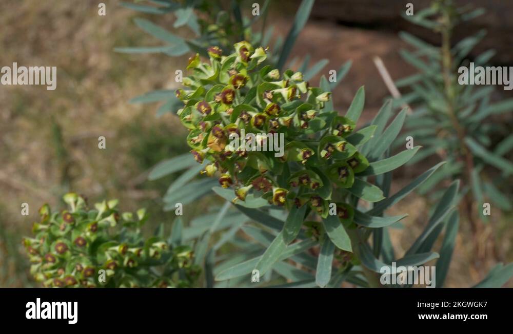 Plantas naturaleza Stock Videos & Footage - HD and 4K Video Clips - Alamy