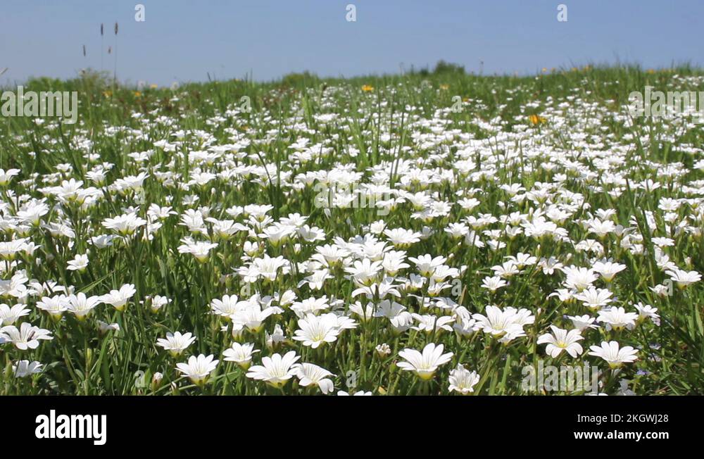 Springtime meadow Stock Videos & Footage - HD and 4K Video Clips - Alamy