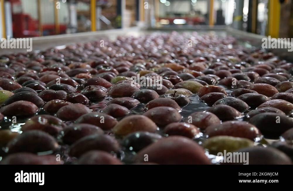 Apple grading sorting machine Stock Videos & Footage - HD and 4K Video ...